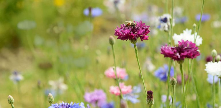 Startseite - Bindewald